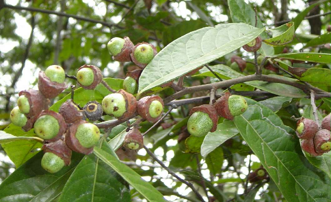 Canela vermelha Ocotea sp